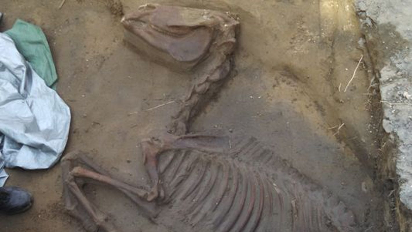 Entire horse skeleton found in archaeological dig