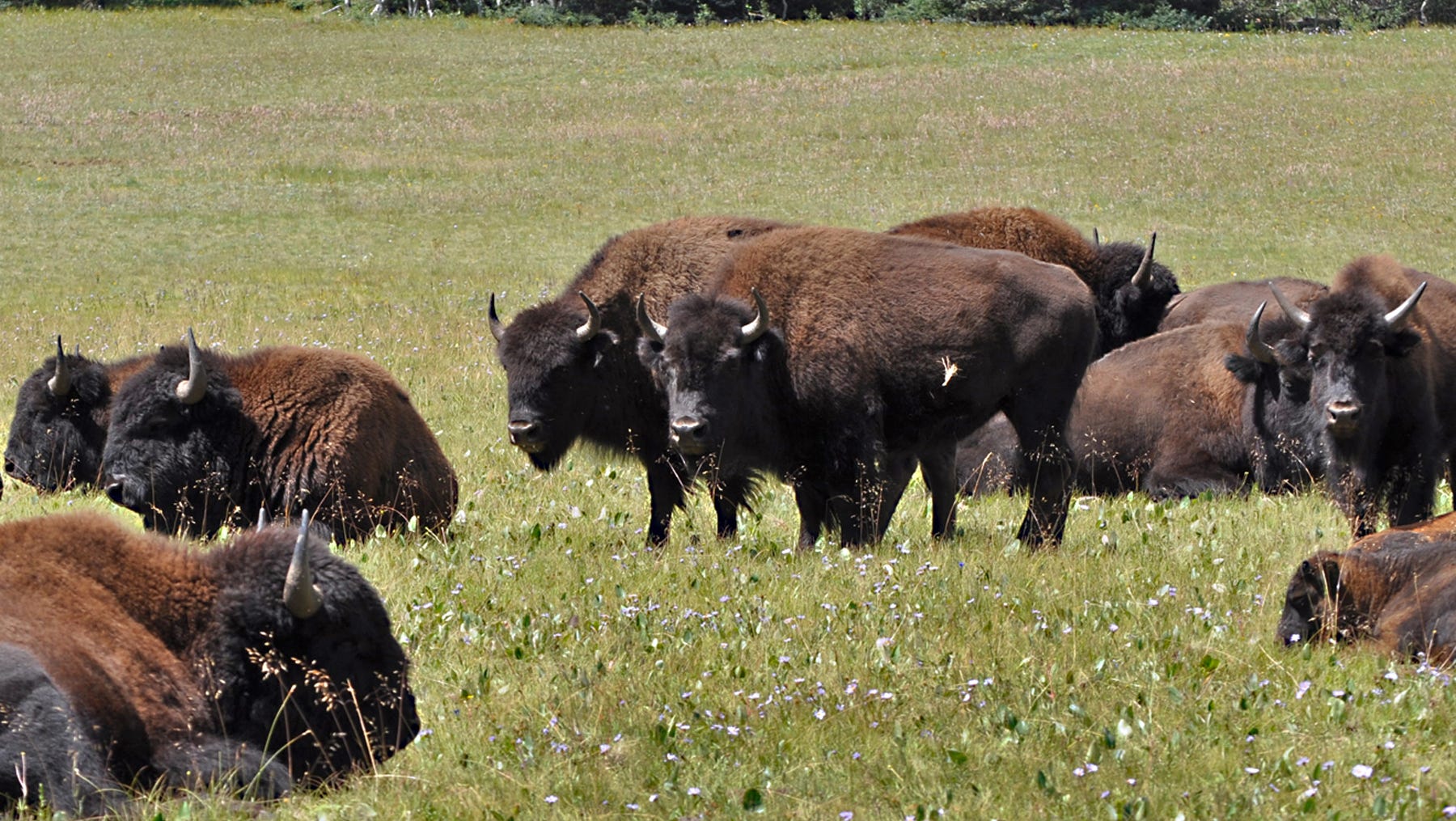 Grand Canyon bison hunt at the North Rim: How to sign up