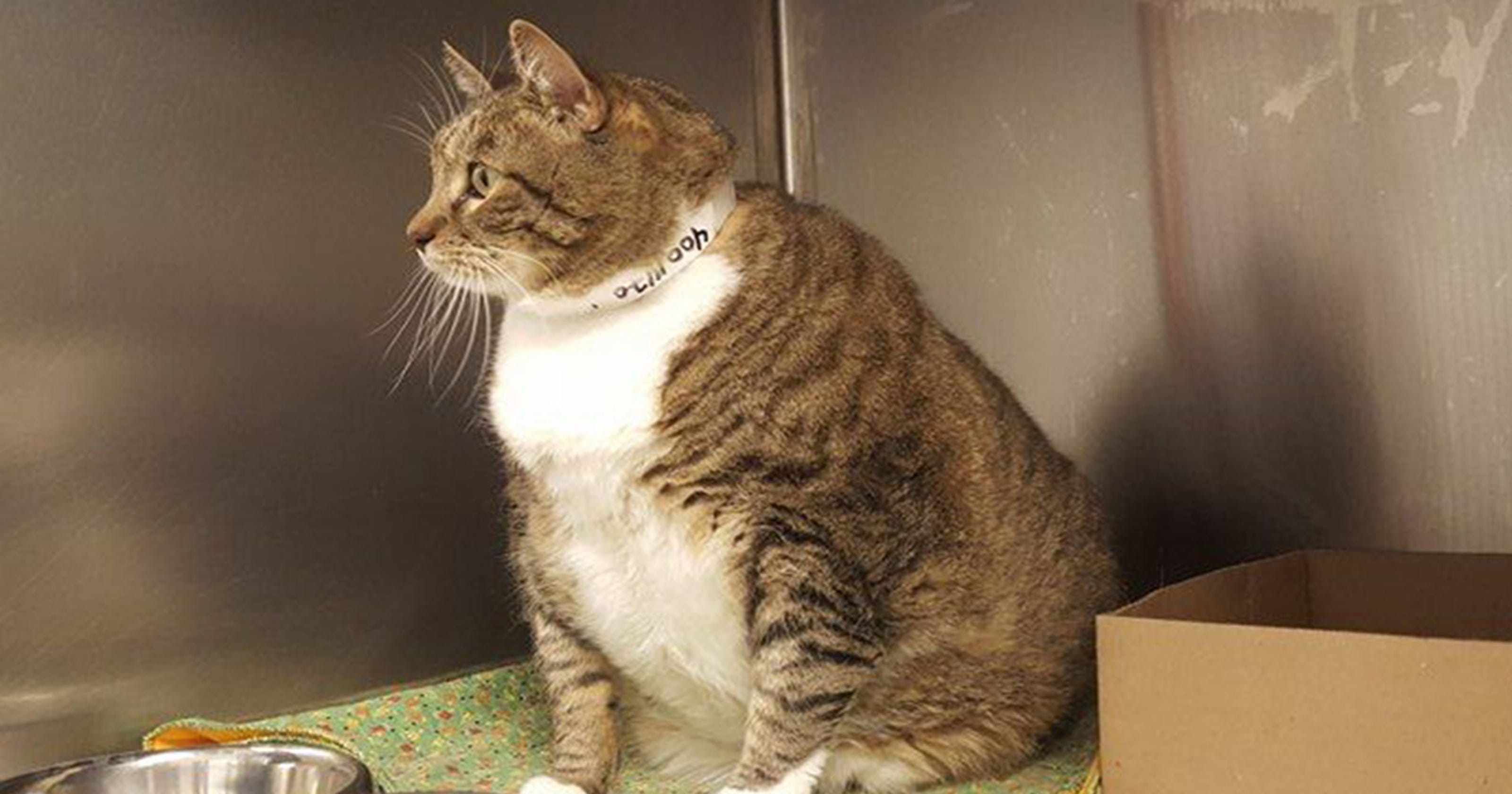 Big cat: Jack needs new home and a diet