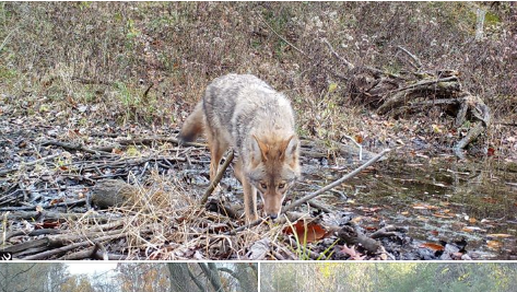 Fact or legend: Coywolves in Indiana?