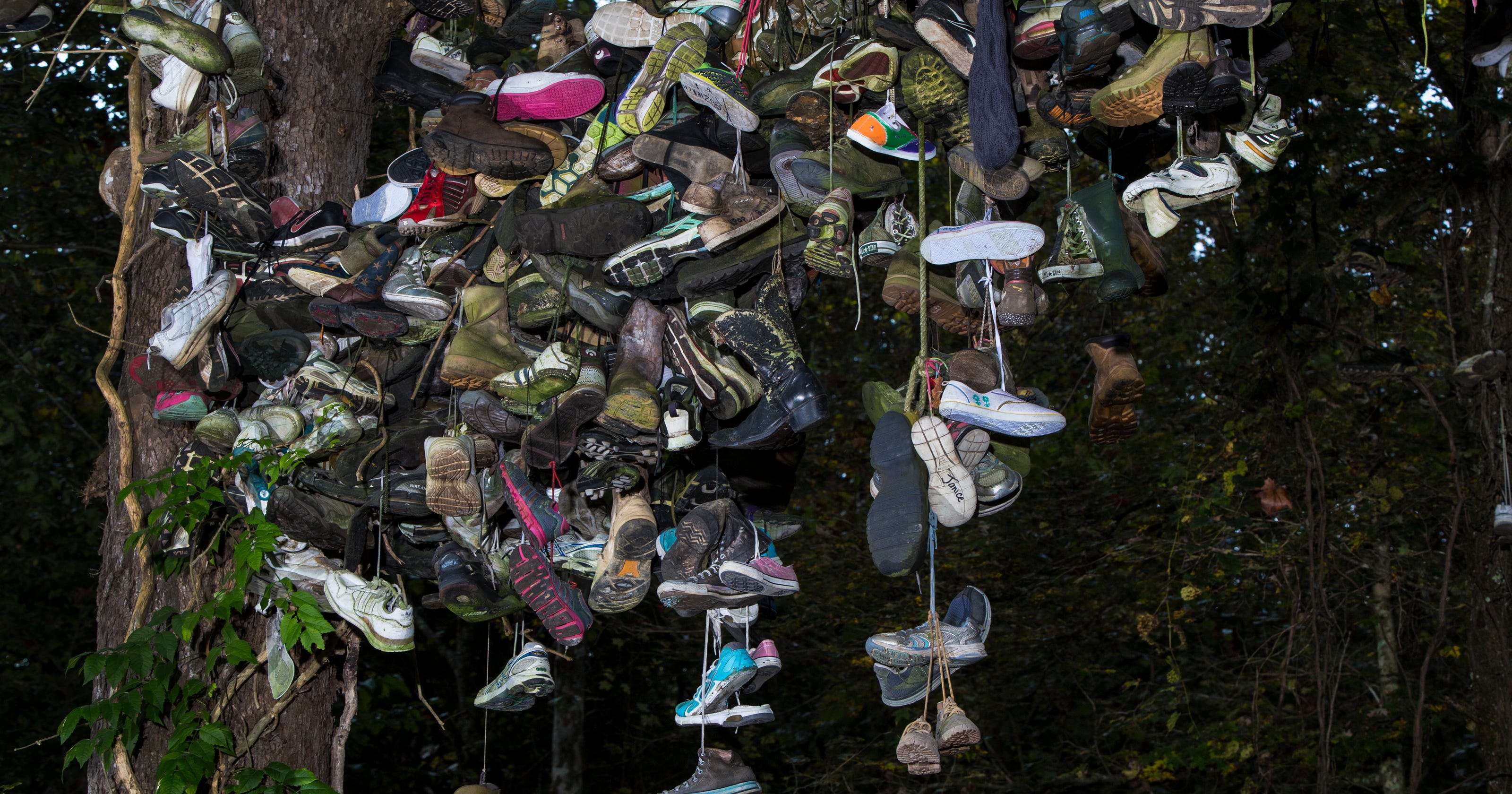 On Indiana's legendary shoe tree, Larry Bird's sneakers may hang in ...