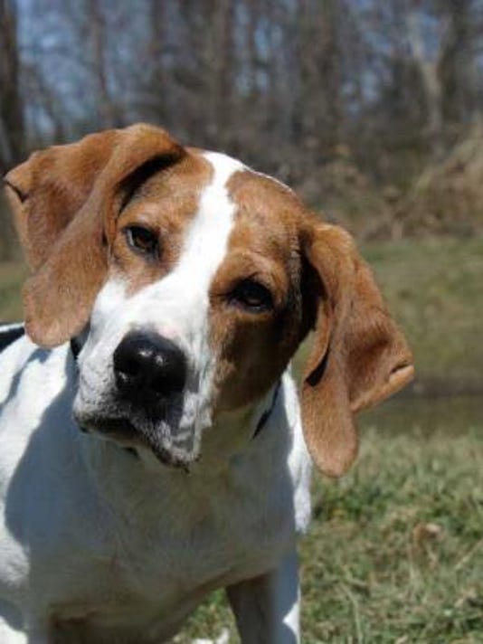 Burlco animal shelter expands, pushes pet adoptions