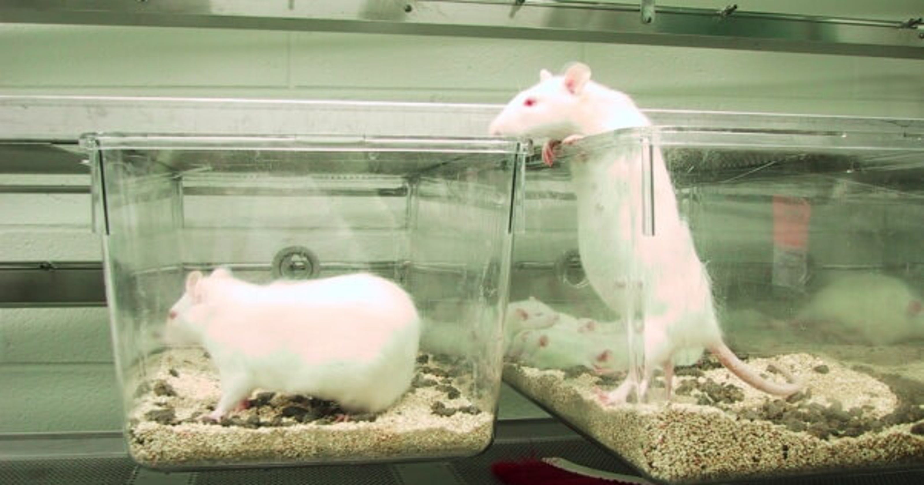 PETA: University of Delaware professor cruel to laboratory rats