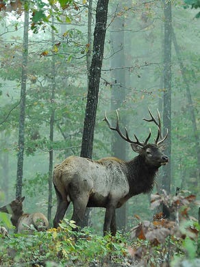 Missouri elk herd growing; first hunt might happen in 2020