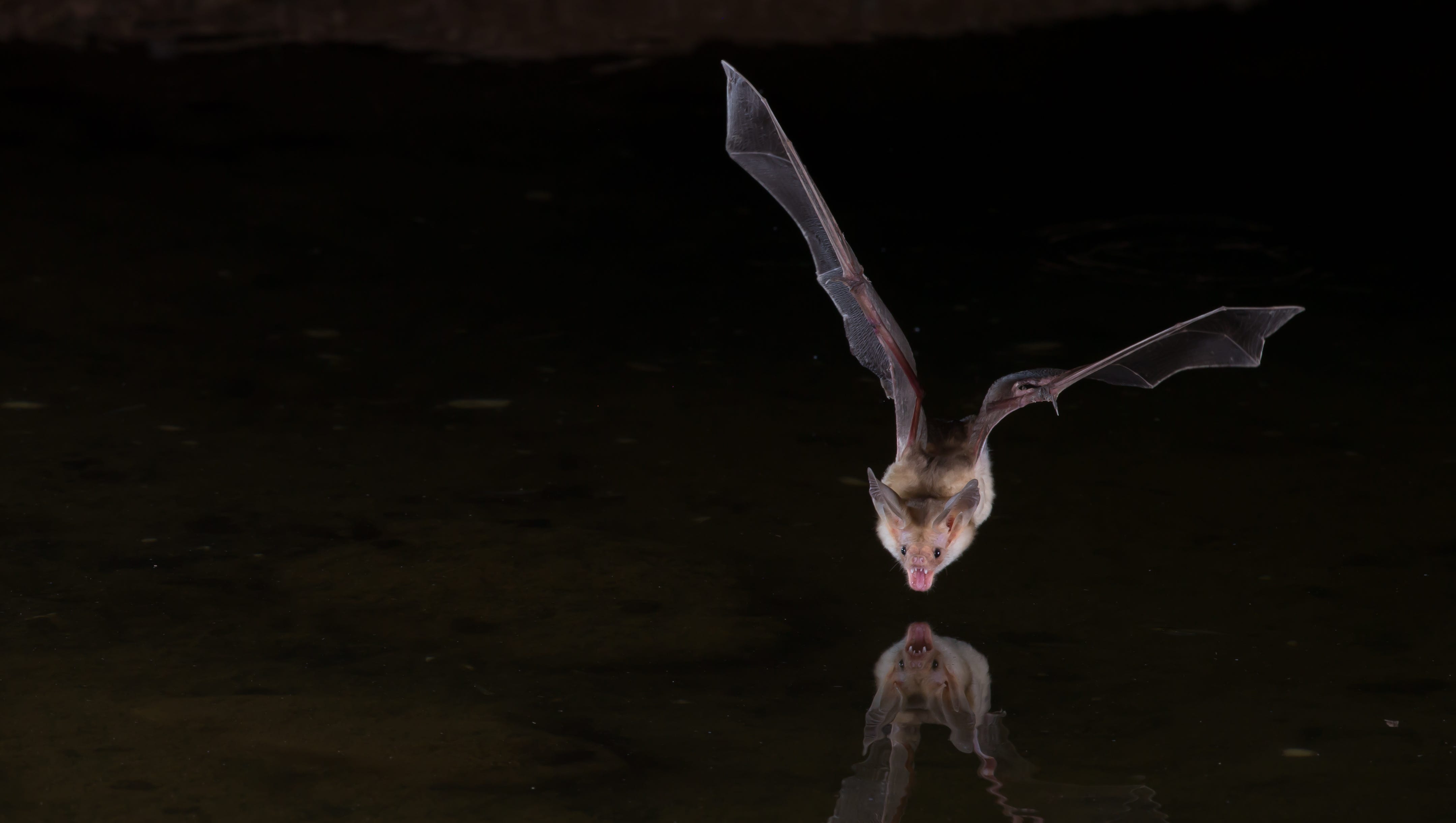 Bees, butterflies and bats: Why they're good for your garden