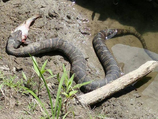 Iowa couple finds 'pretty big' snake devouring fish along river bank