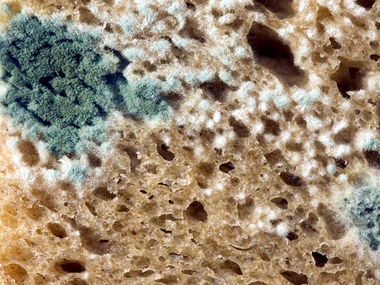 Mold in food: Here is what you need to know