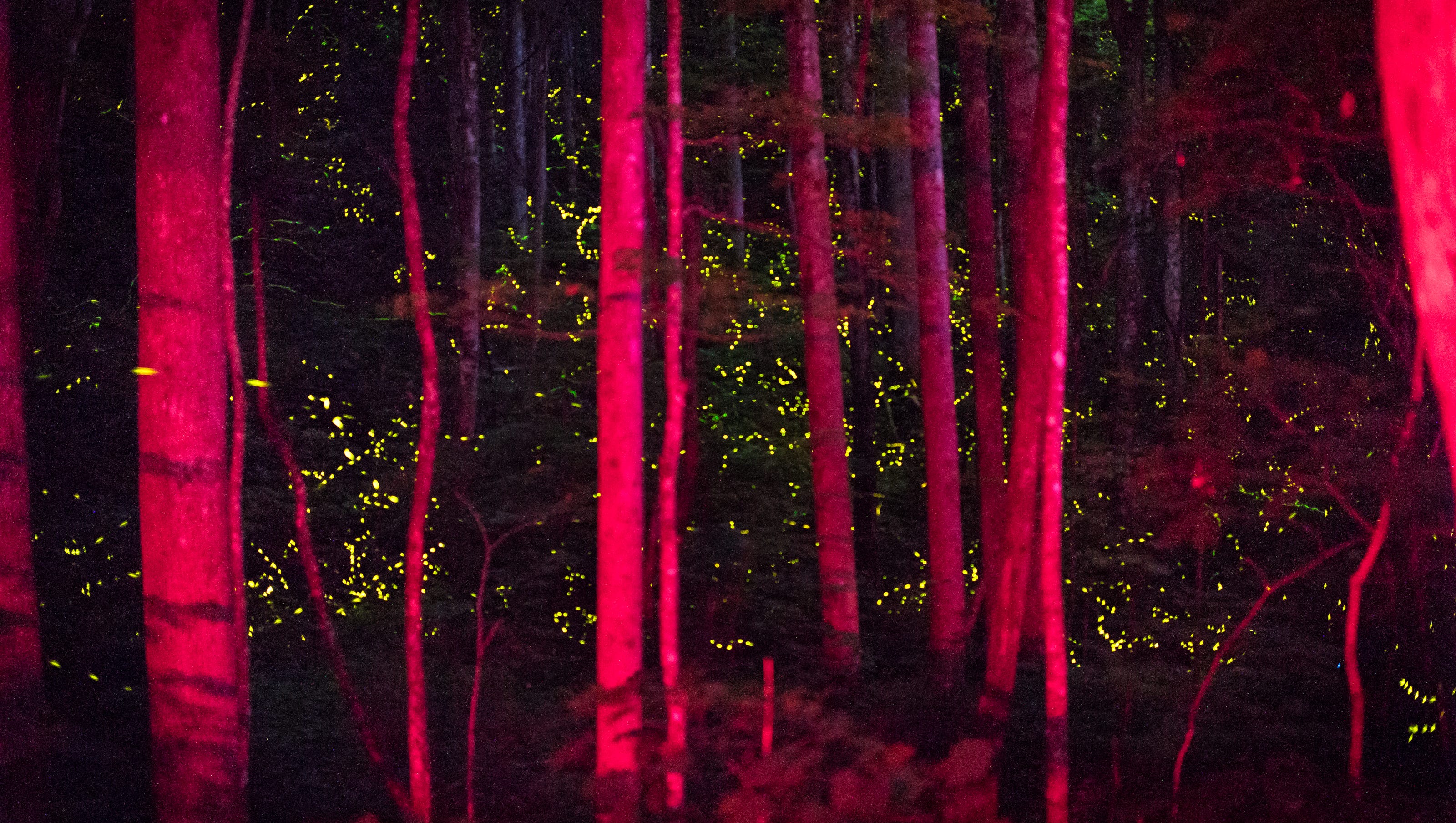 Great Smokies synchronous firefly viewing dates announced