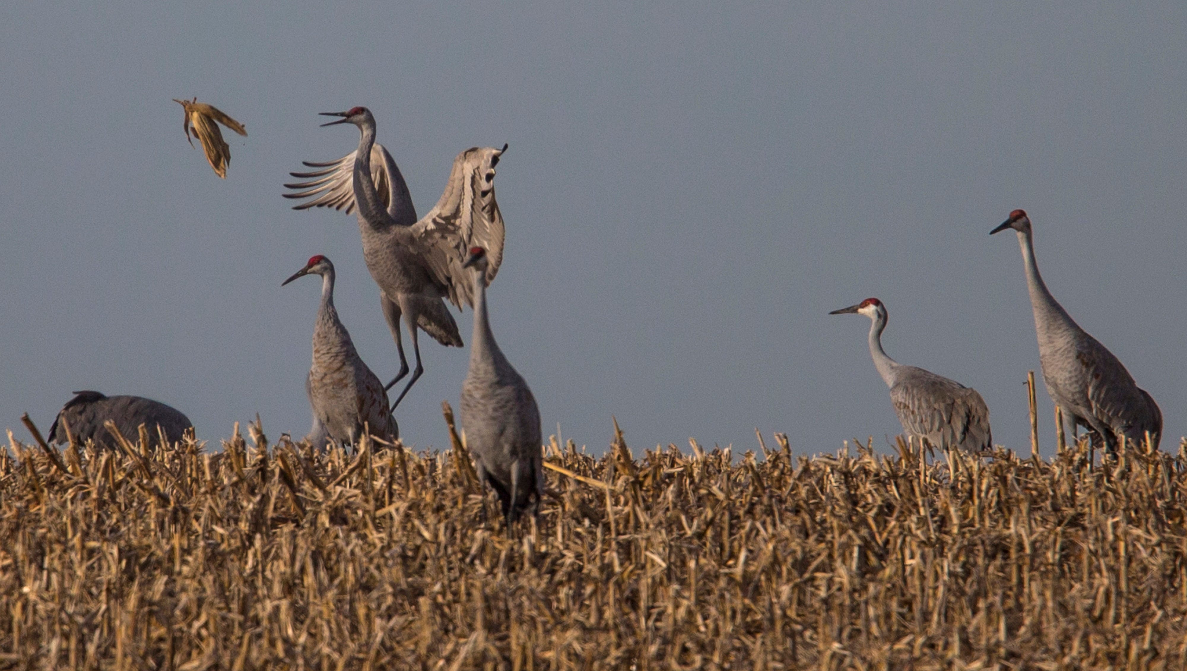 Sandhill crane migration in Kentucky offers amazing sights and photos
