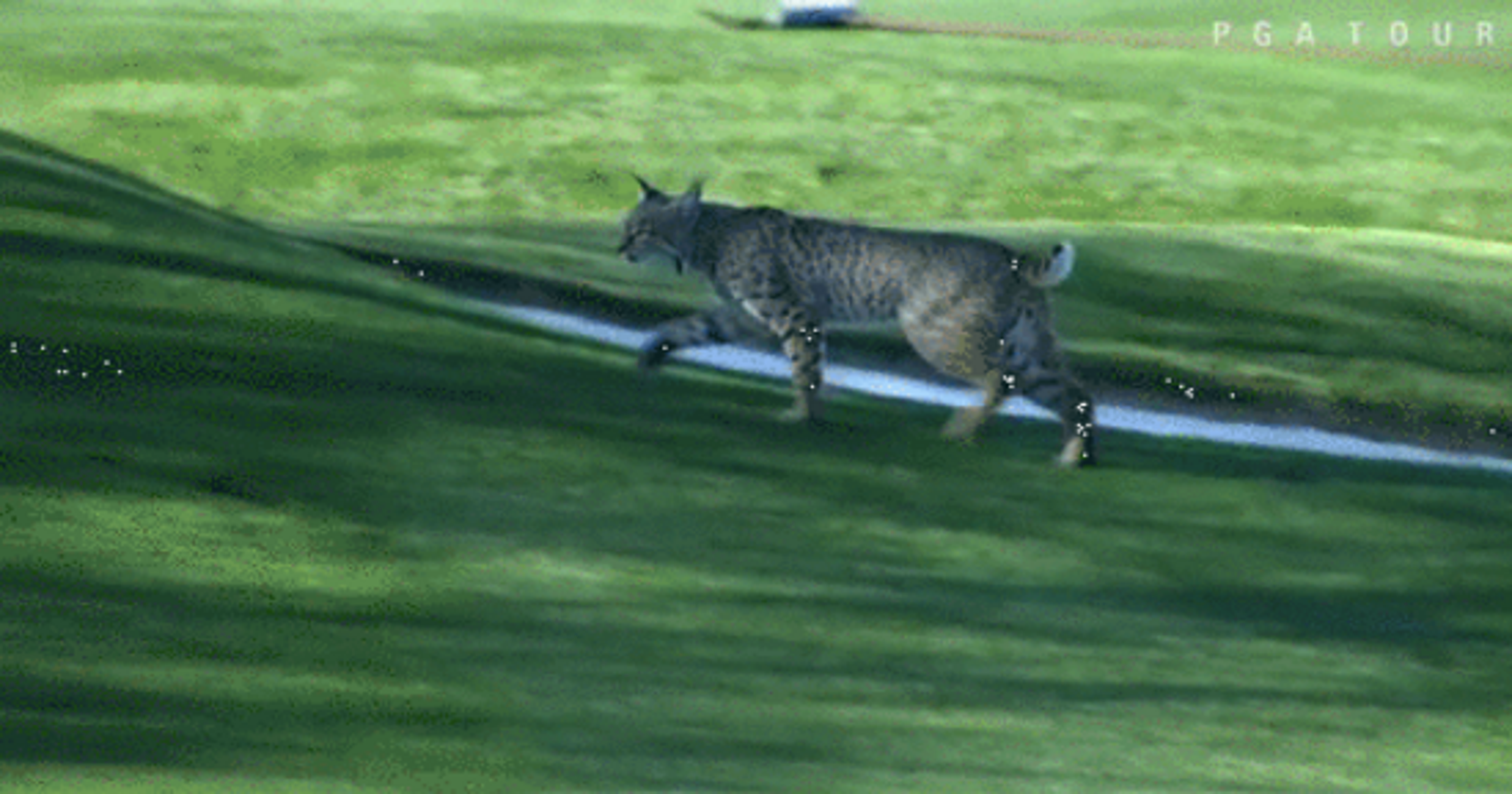 Huge bobcat spotted on course at WM Phoenix Open