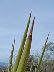How yucca plant spines can hurt you, your pets