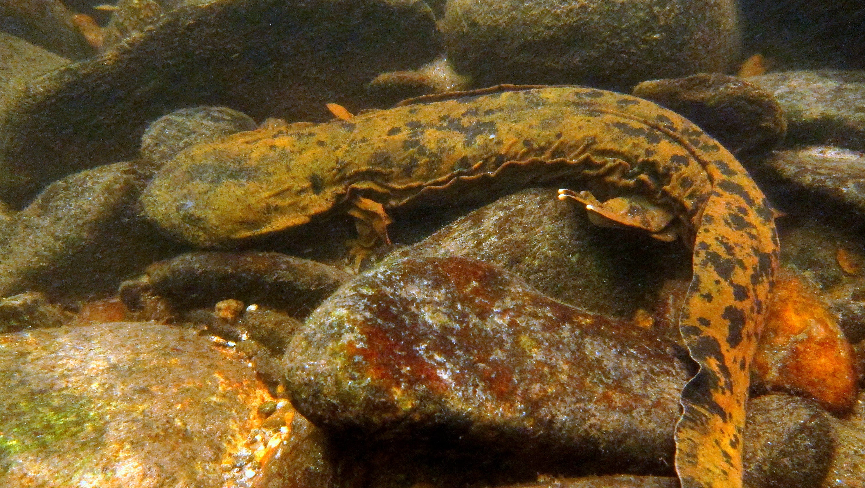 Hellbenders, the curious WNC salamanders, will get habitat help