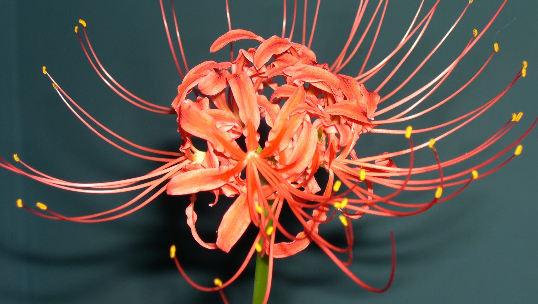 Hurricane lily blooms right on time