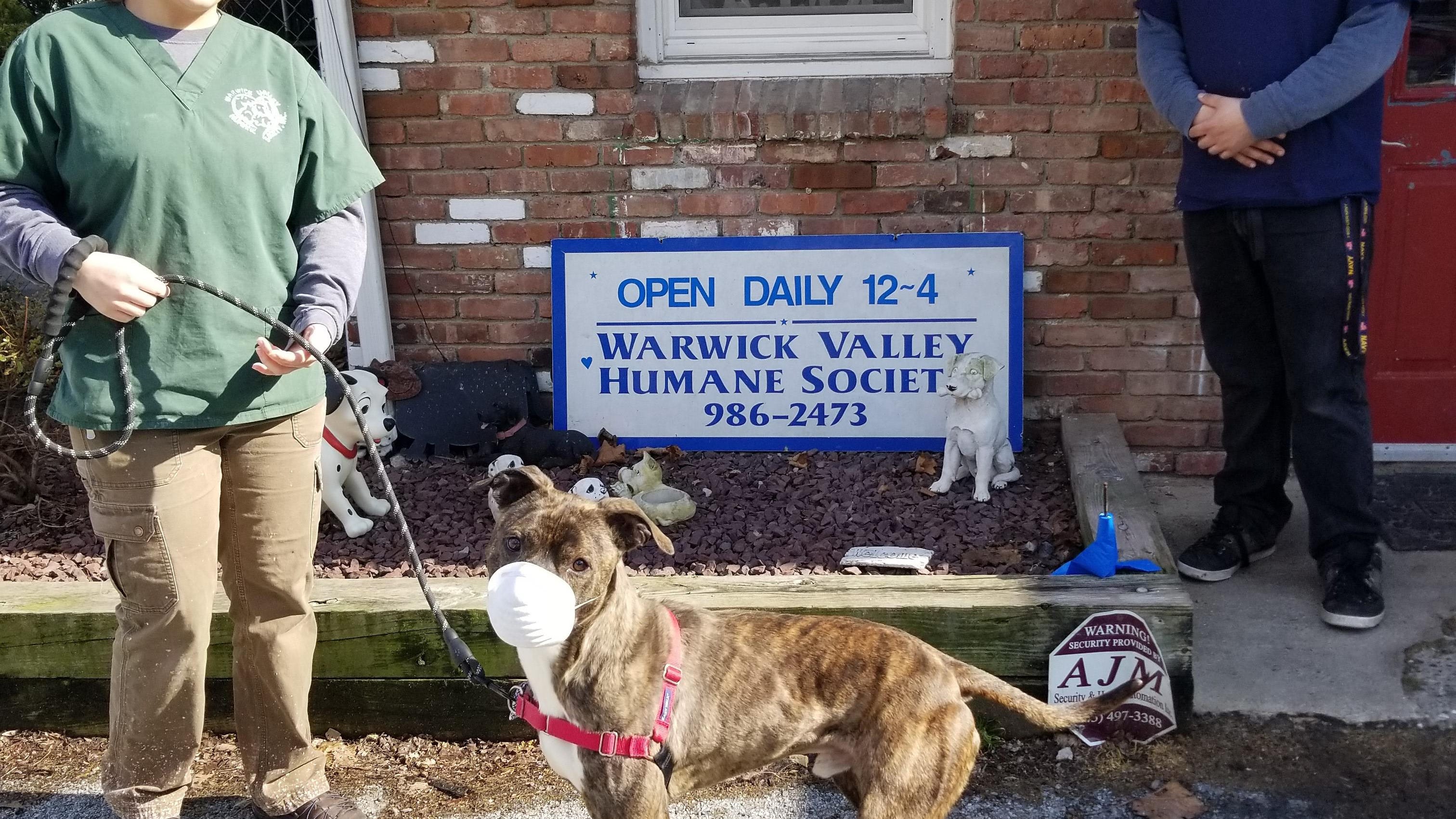 Animal shelters considered essential, rescues are not