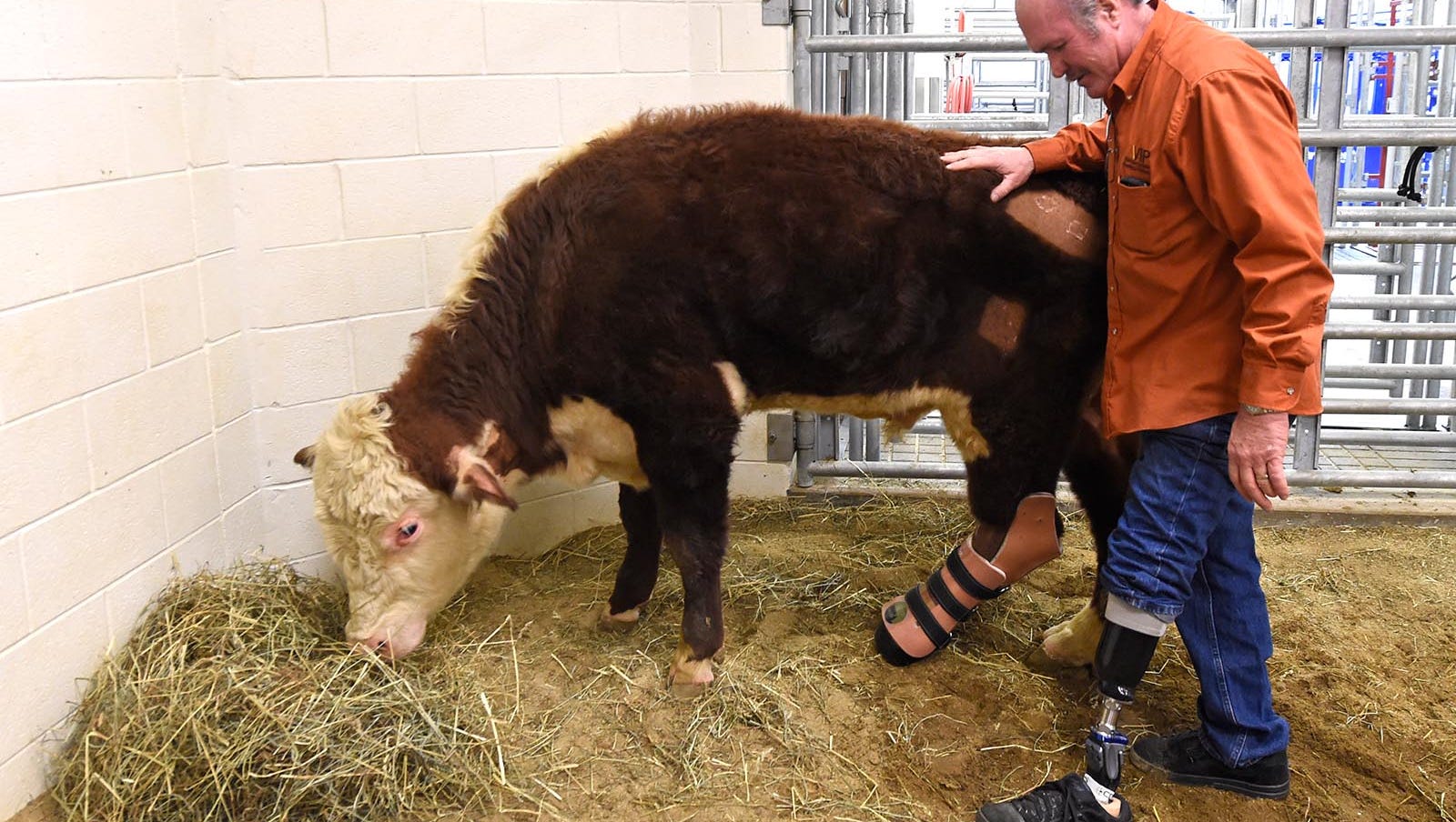Rest in peace, Dudley, the cow with the prosthetic foot who inspired many