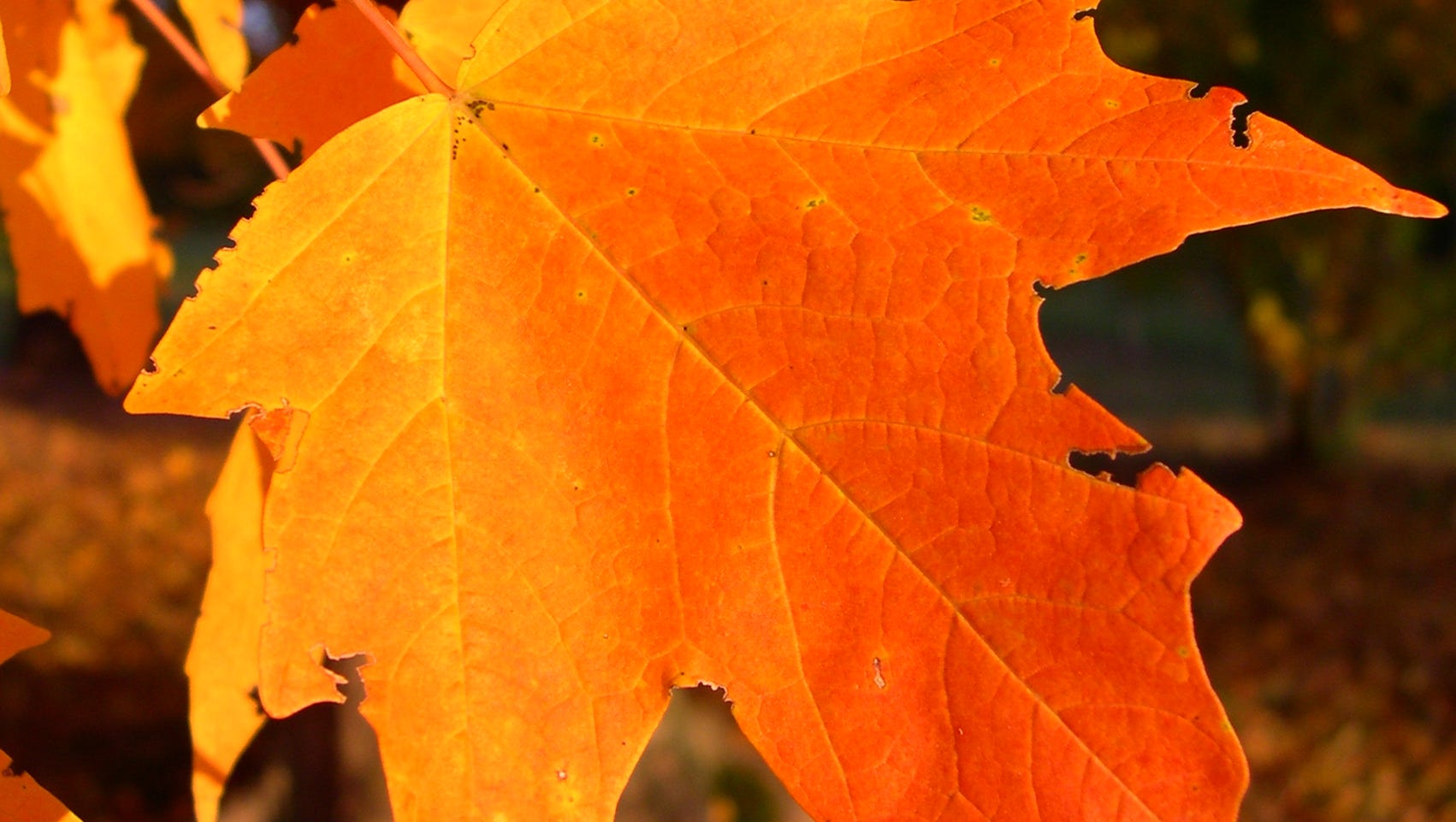 5 best places to see fall foliage and fall colors in Kentucky