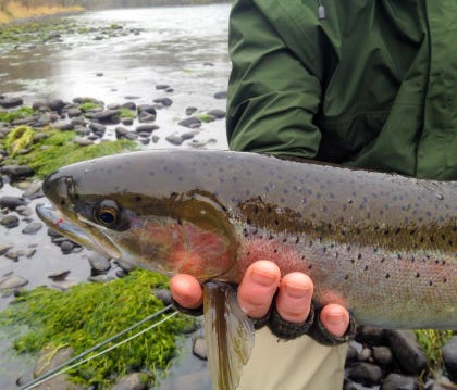 Steelhead Trout are the way to go when winter closes in