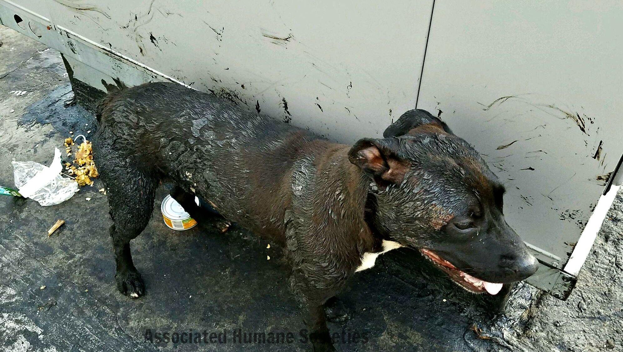 Tar-covered dogs rescued from blistering hot N.J. roof