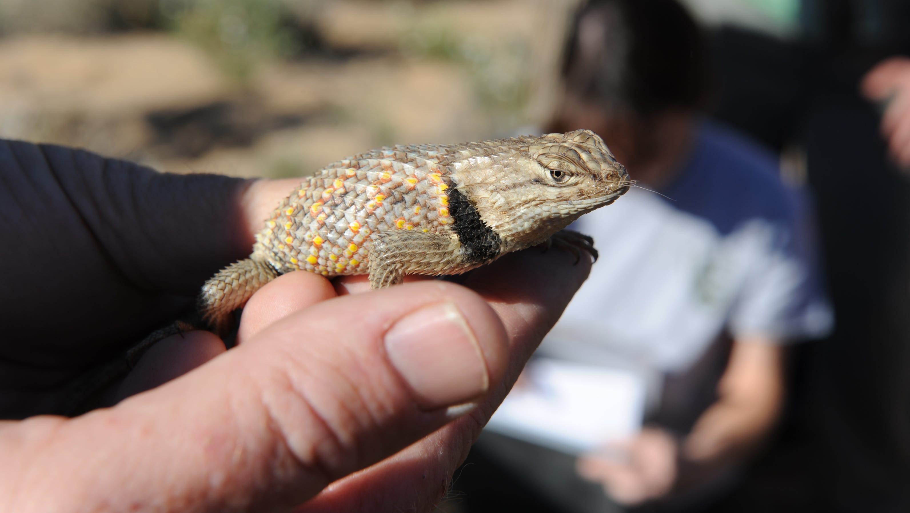 Struggle for survival