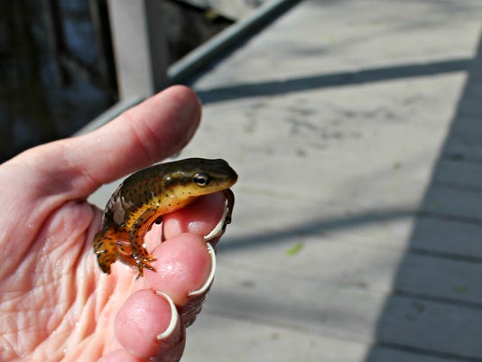 Natural Wonders: 4 steps to become a newt-catching pro