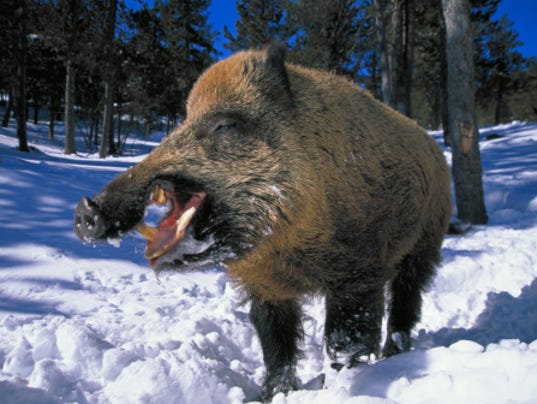 Radioactive wild boars still roam Germany's forests