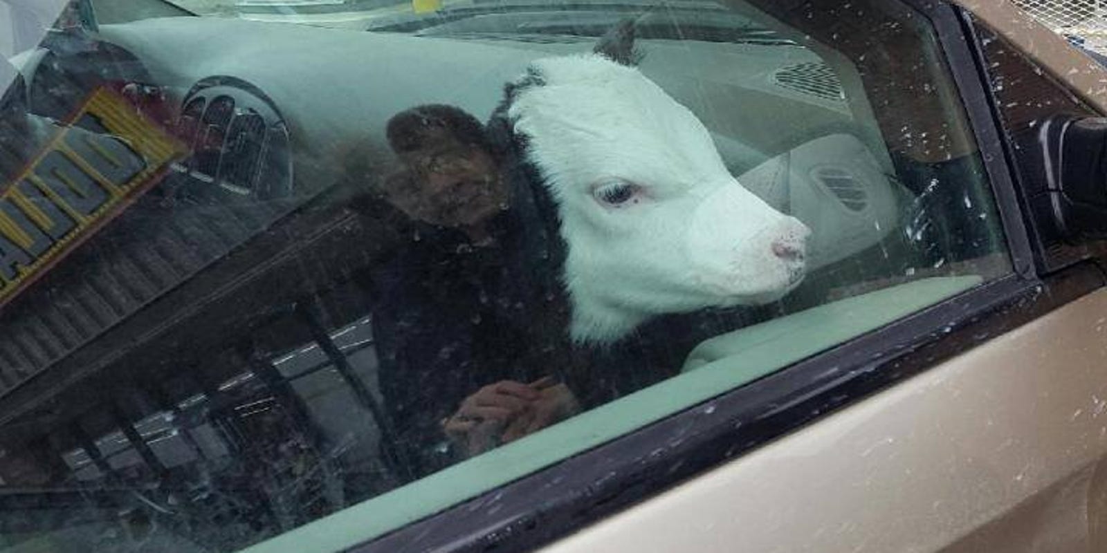 Yes, that's a calf sitting in a parked car outside an Iowa store Yes, that's a calf sitting in a parked car outside an Iowa store