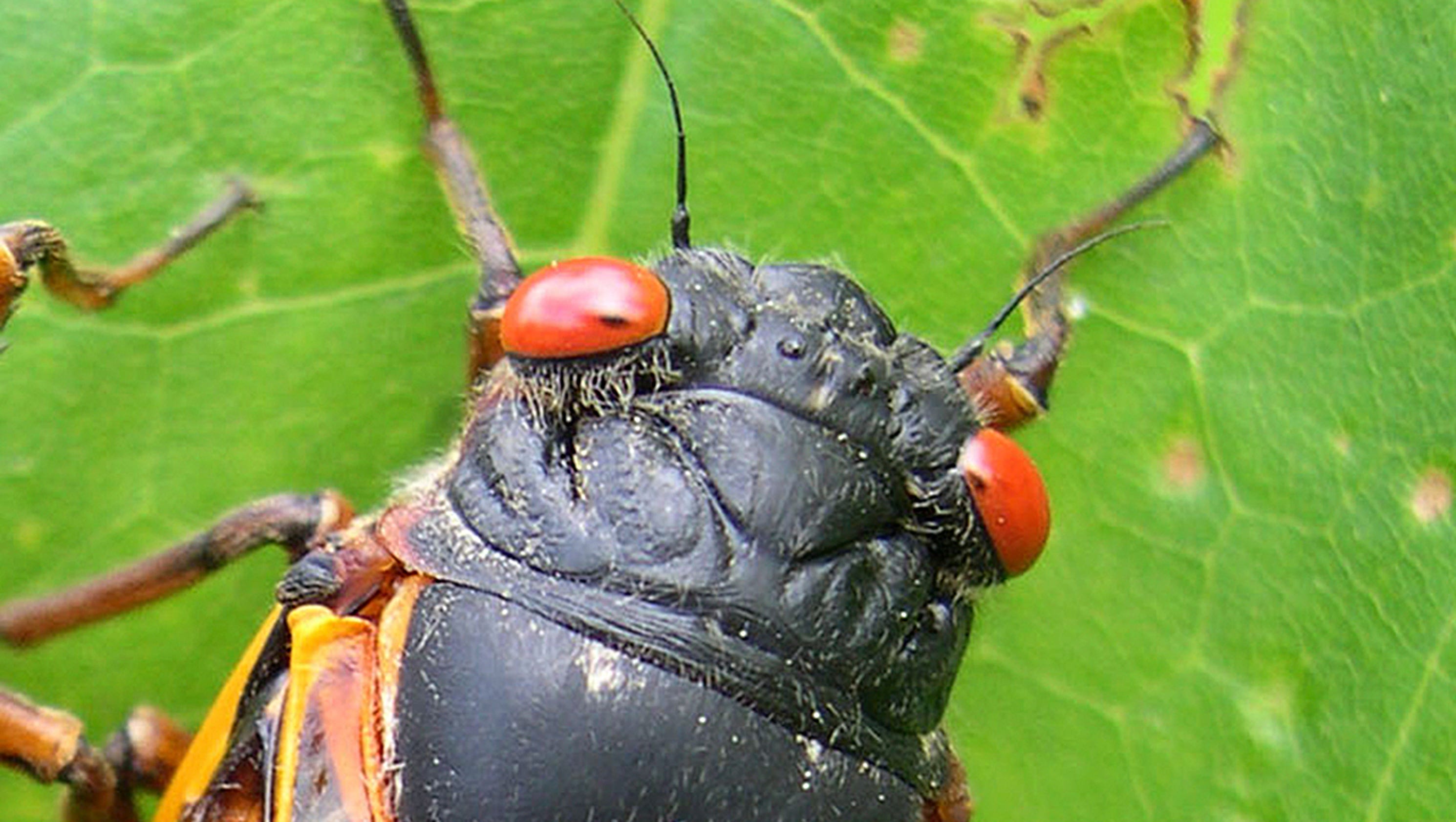 Bug off! Here come the big, red-eyed cicadas