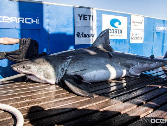Great white sharks off Florida's east coast