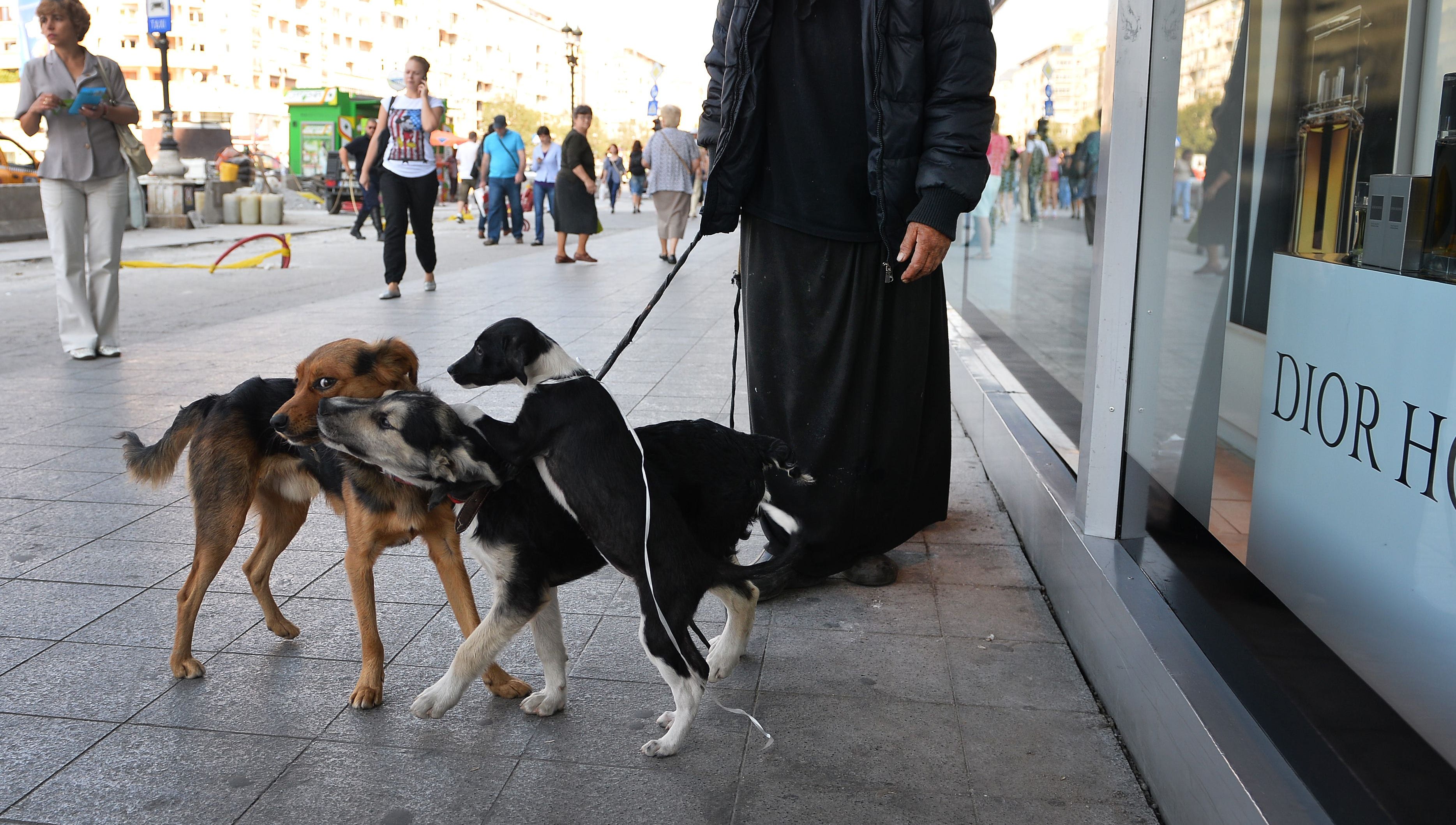 Death sentence issued for strays in Romania