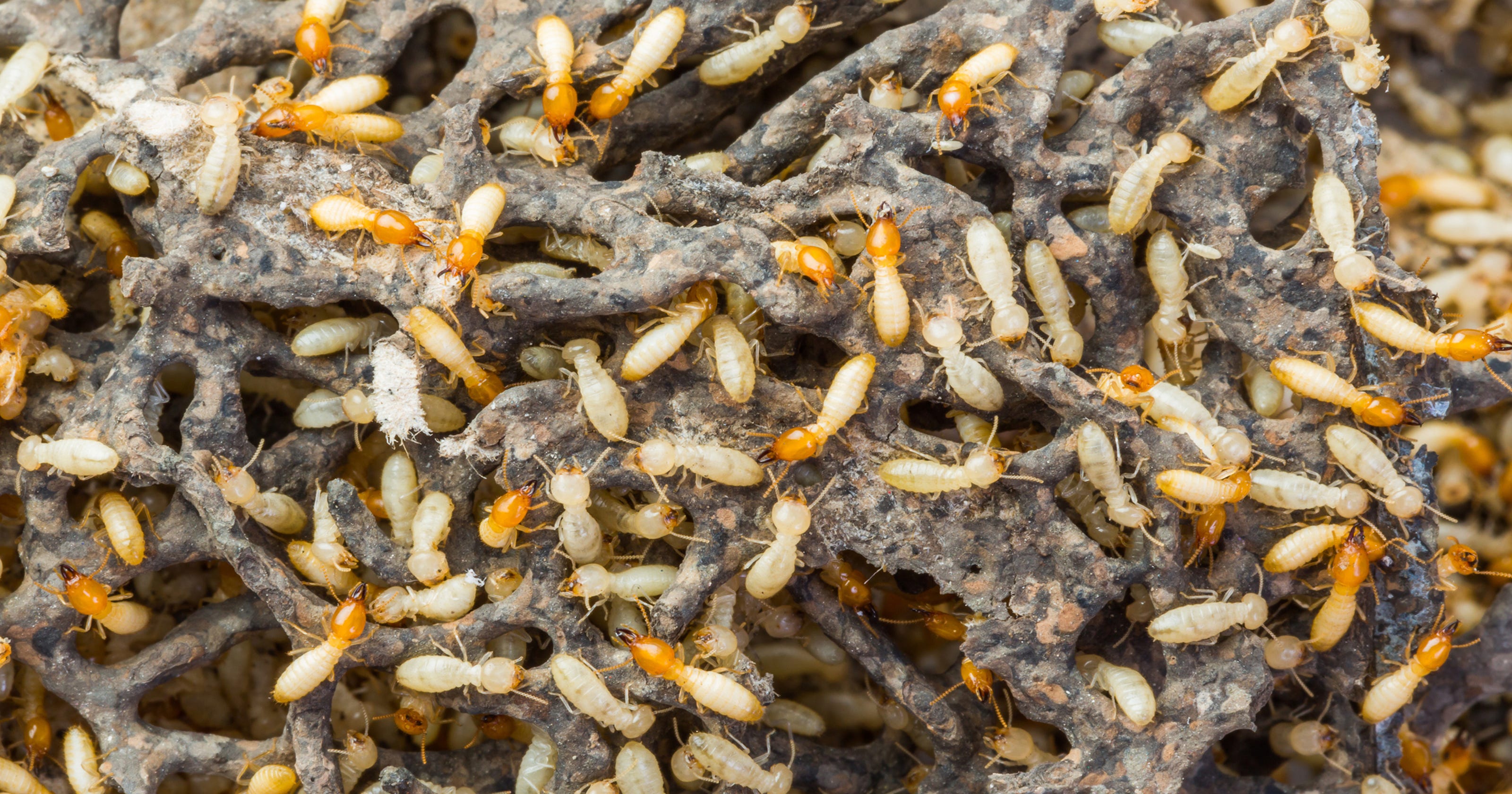 Got termites? If not, you probably will