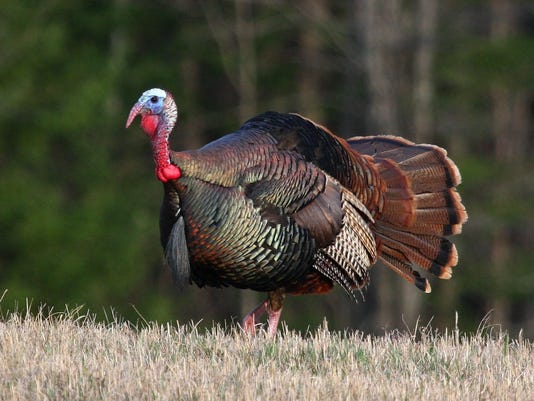 Wisconsin spring turkey harvest drops 10%