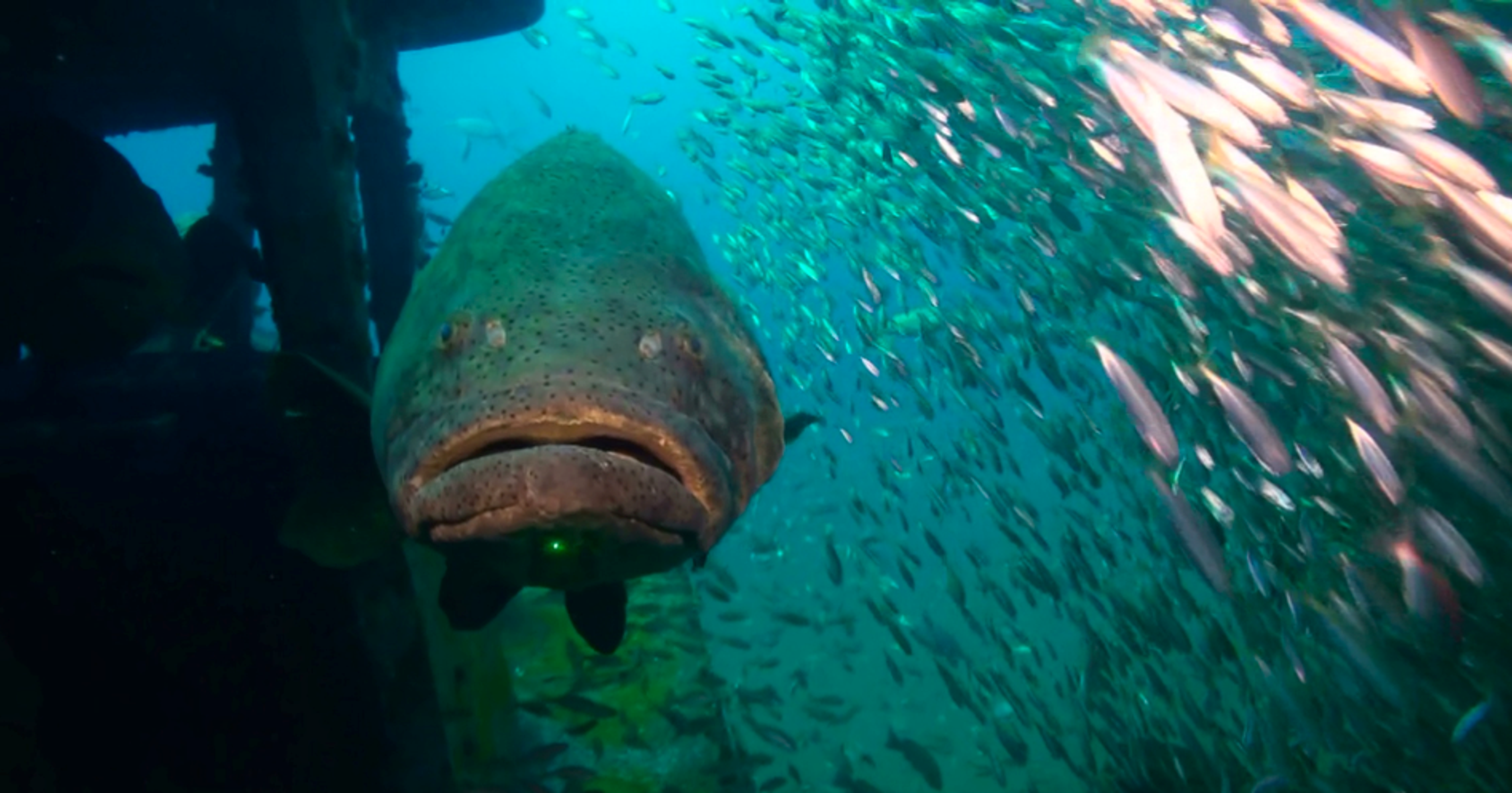 Florida weighs goliath grouper hunt