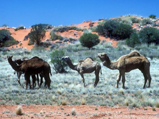 Why are there so many camels in Australia?