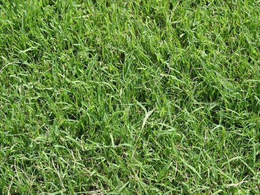 Bermuda grass tough to beat in heat