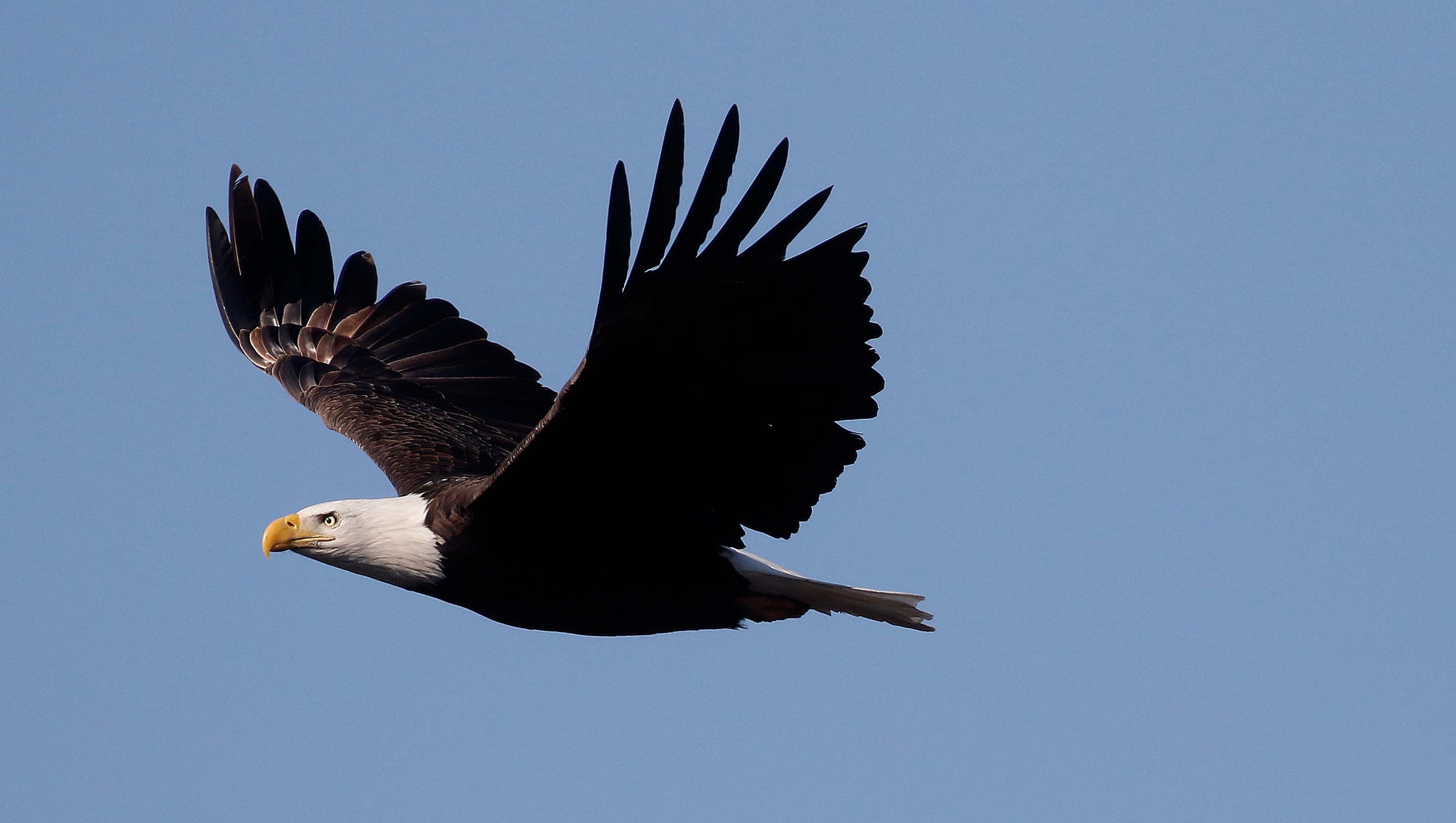 Here's where and when to see bald eagles in Missouri