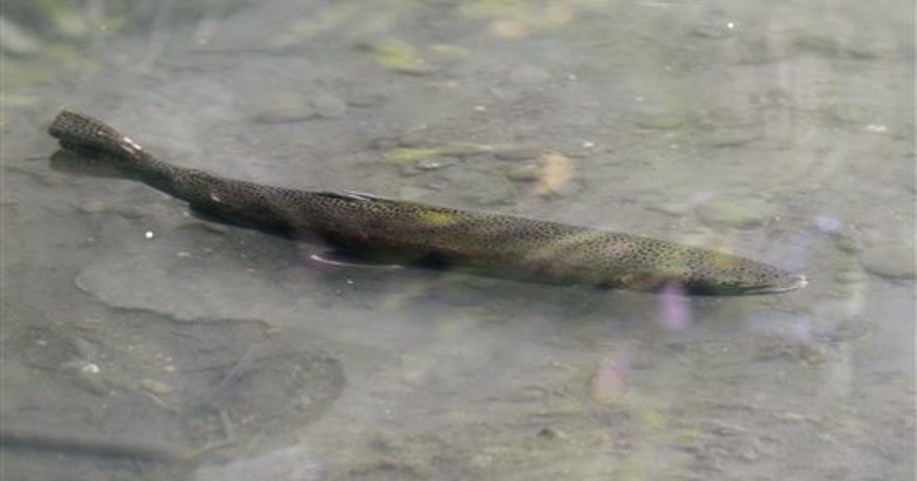 Biologists search for salmon, dead or alive
