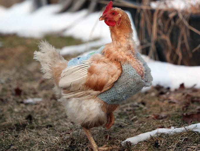 How do you protect henpecked chickens? Sweaters