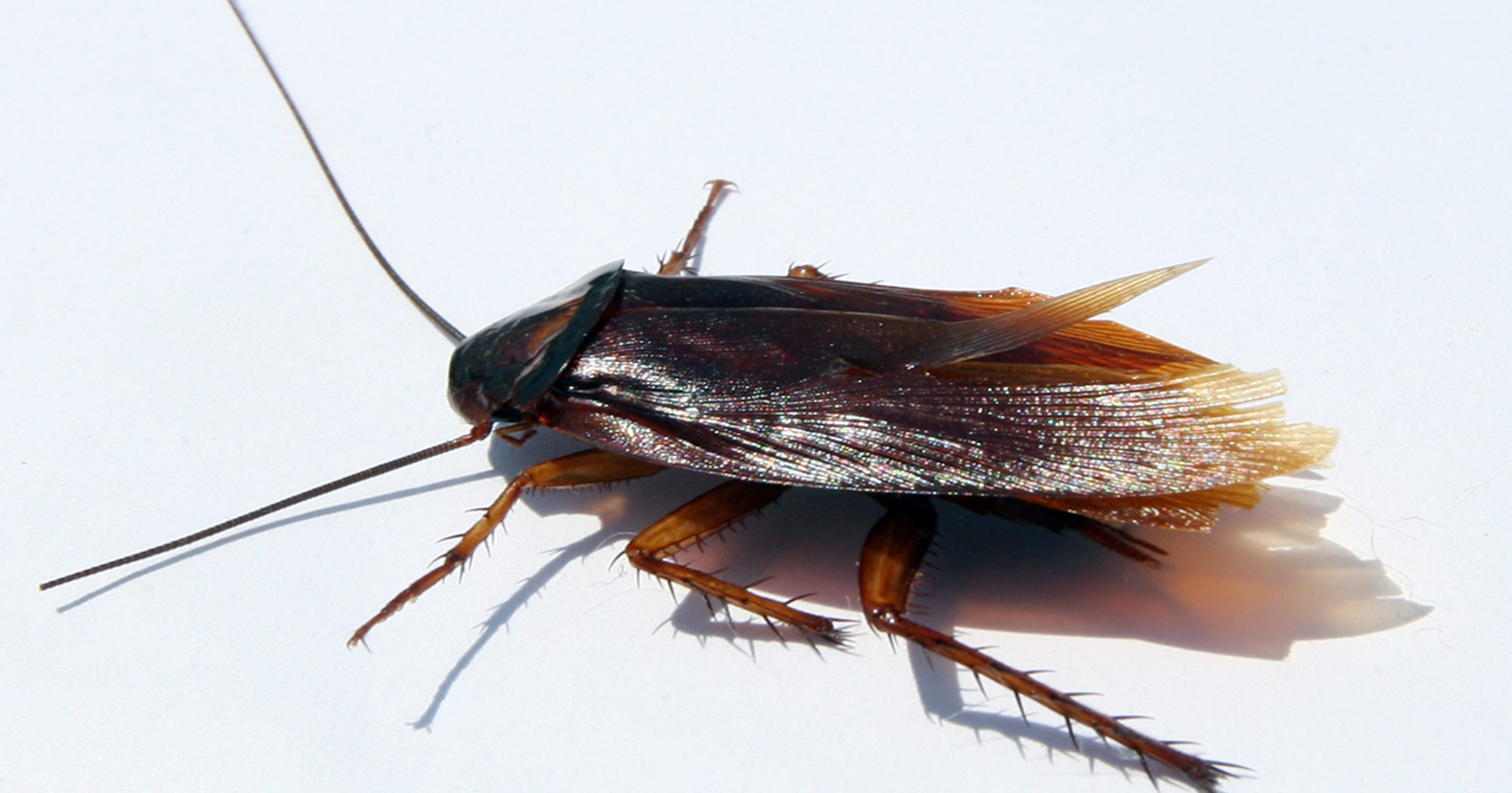 Roaches, fruit flies, mold found in Knox County restaurant inspections