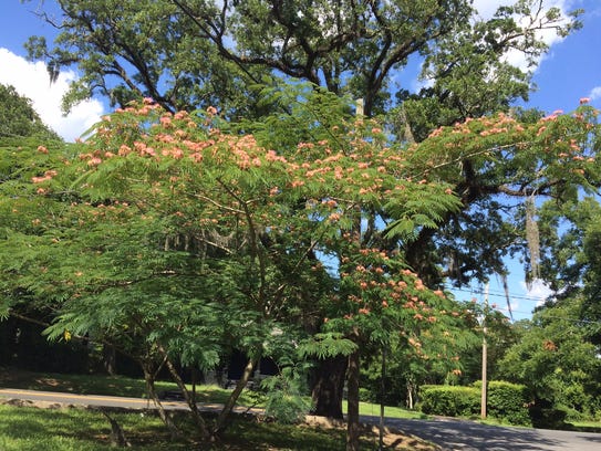 Put mimosa trees on your do not grow list