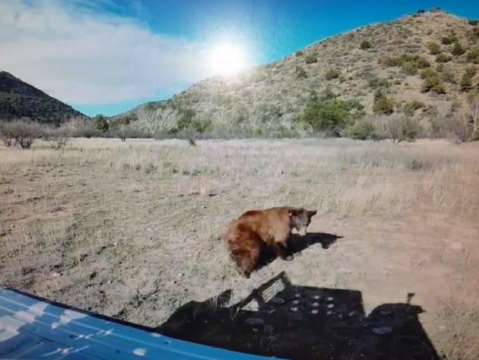 18 famous animals from Arizona