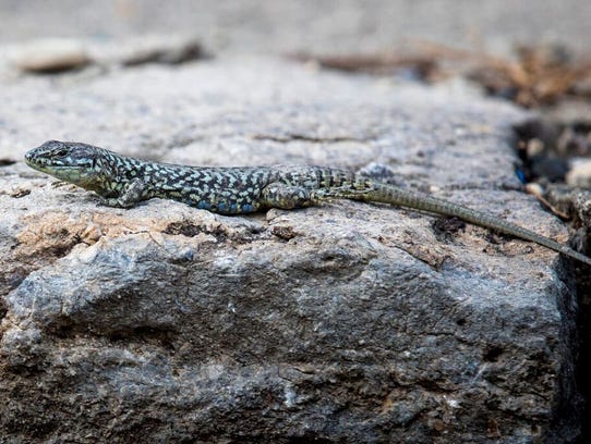 These lizards are just about everywhere in Cincinnati. Here's why.