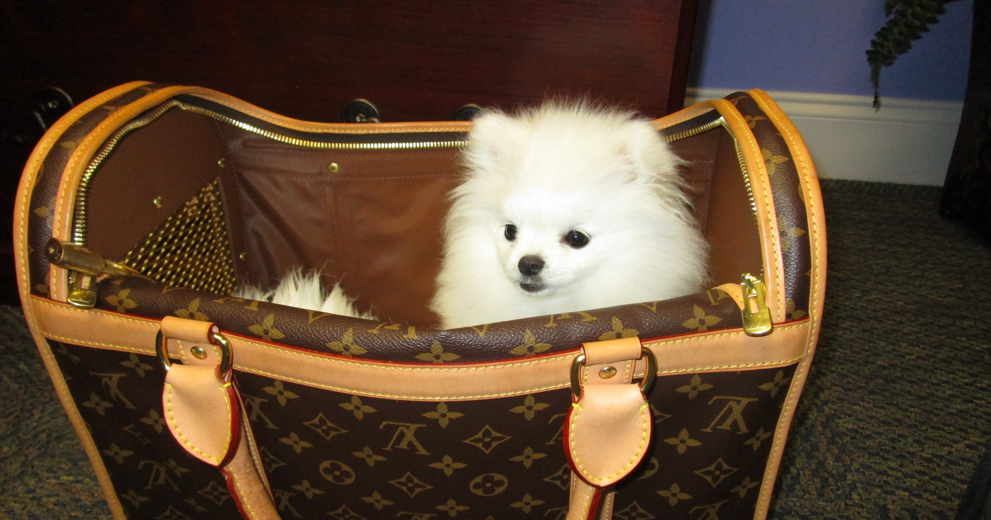 It's truly a dog's life for pampered pets