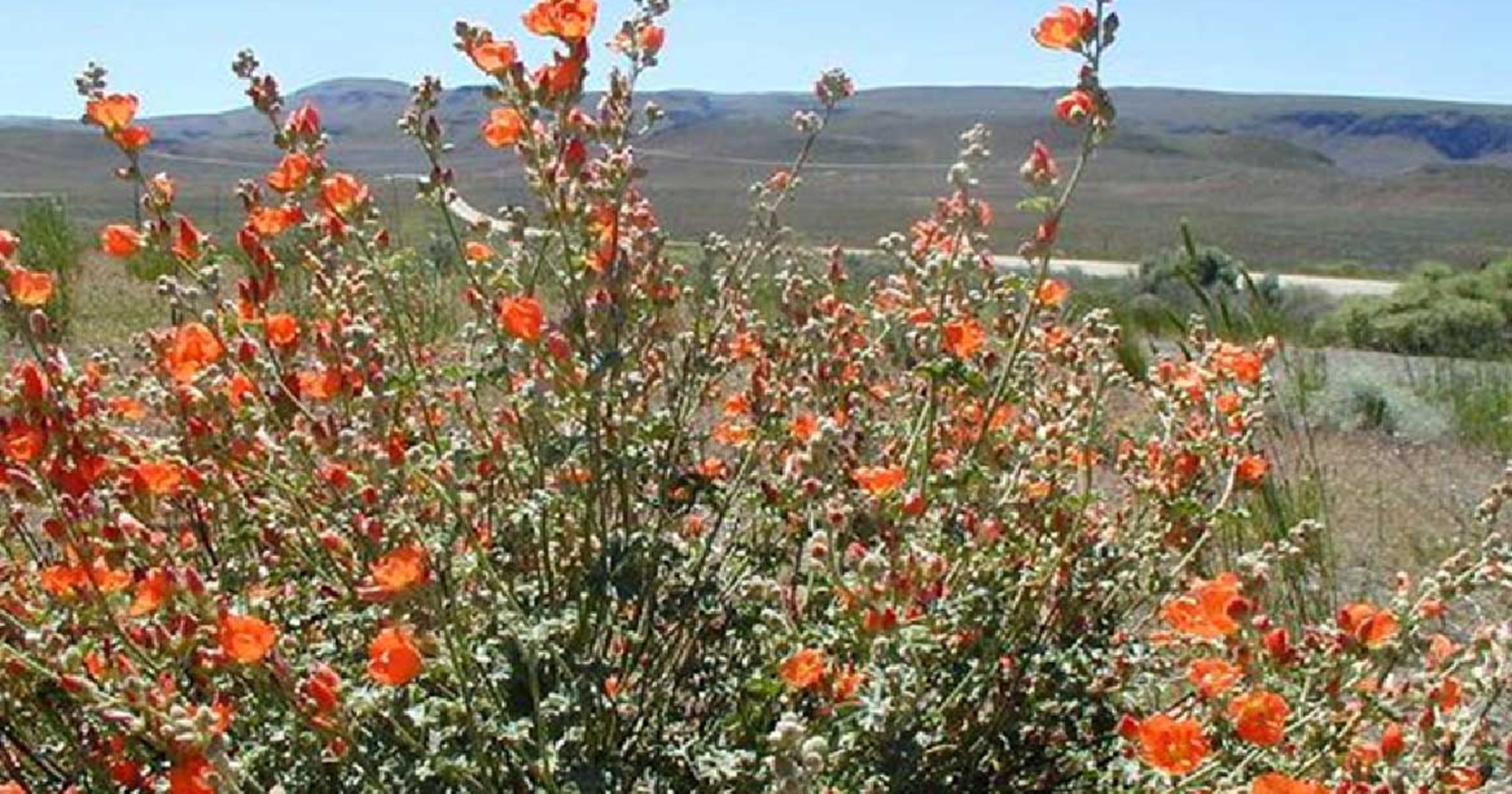 Globe mallow grows well in desert