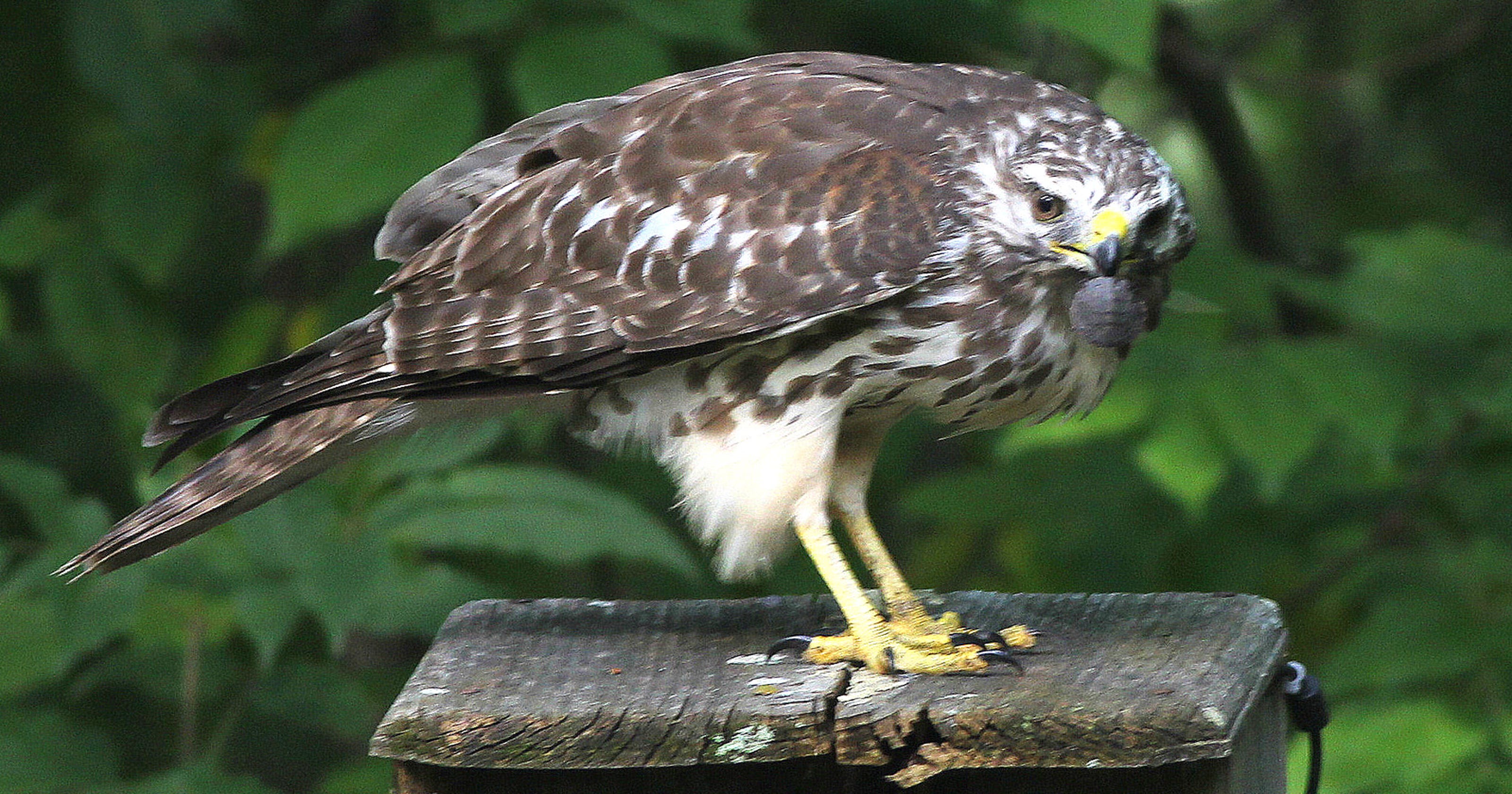 The Bird Watcher: Sometimes, it's a bird-eat-turtle world out there.