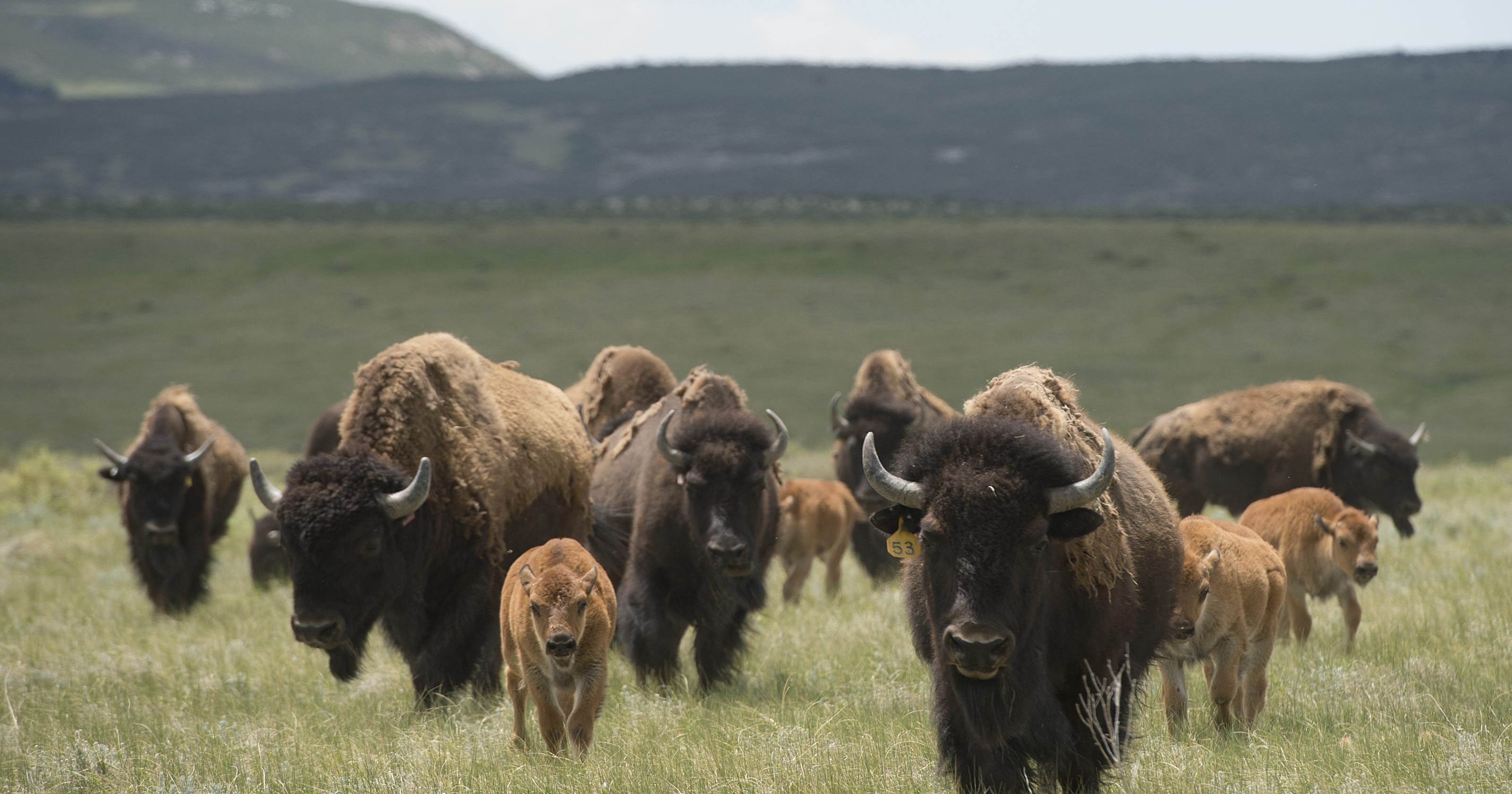 Northern Colorado genetically pure bison herd has quadrupled in size