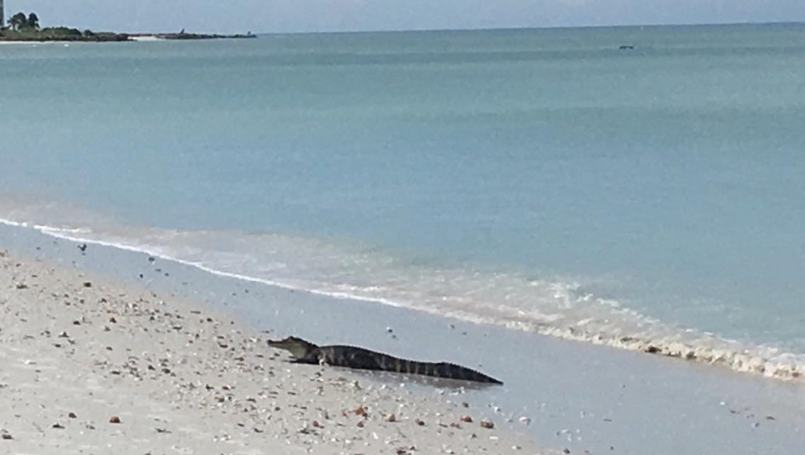 Florida alligator spotted swimming near Lovers Key State Park