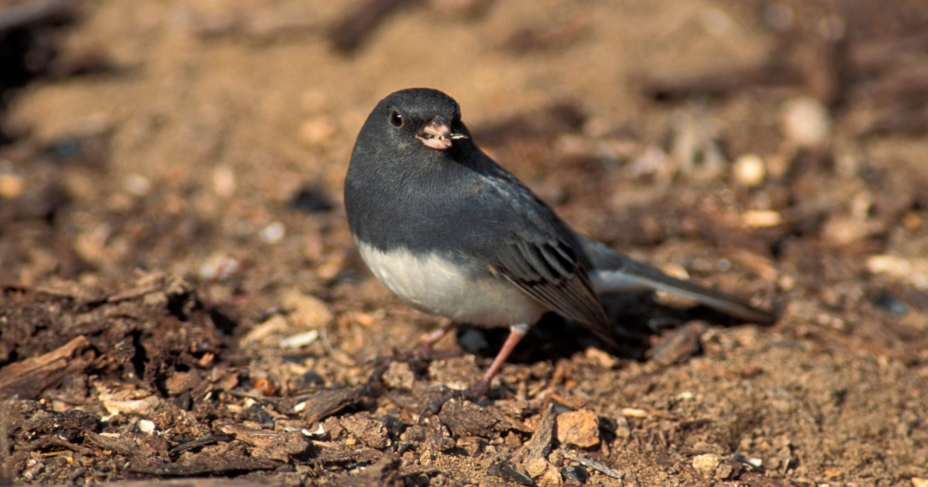 Dark-eyed juncos popular despite signaling winter's return