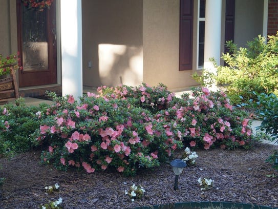 Splendor in Spring: A Profusion of Azaleas in Louisiana Landscapes