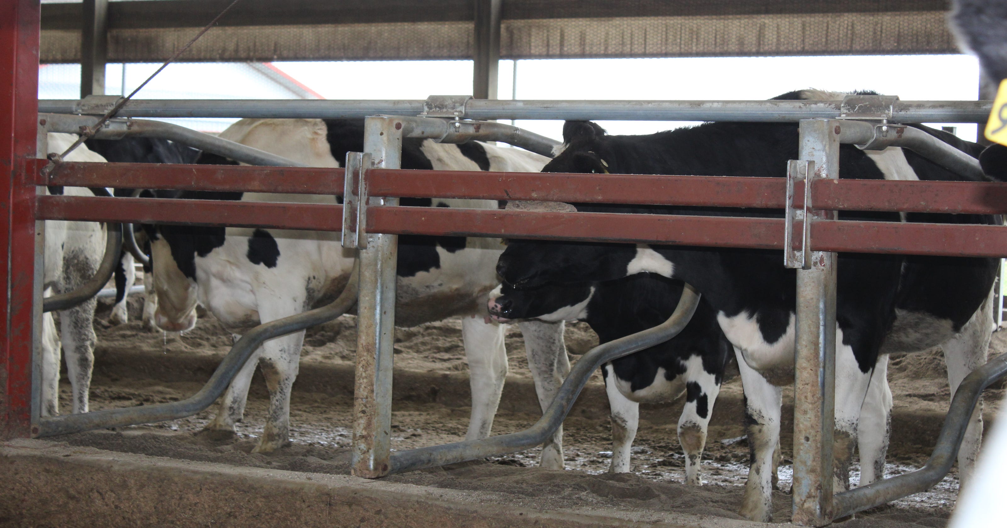 Increasing cow comfort pays dividends in bulk tank, healthier animals