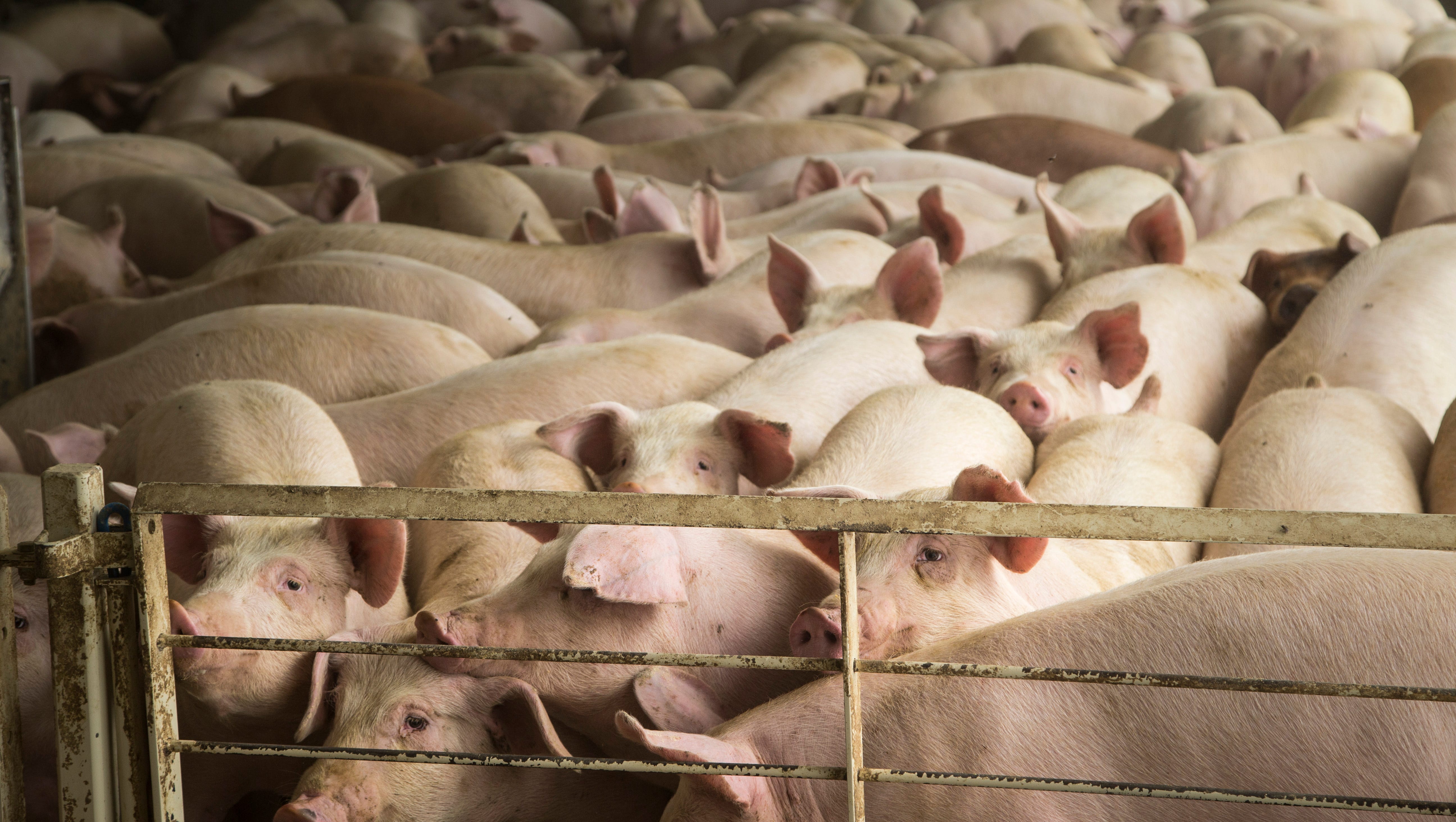 Iowa sets state record for amount of pigs as US reaches record mark, too